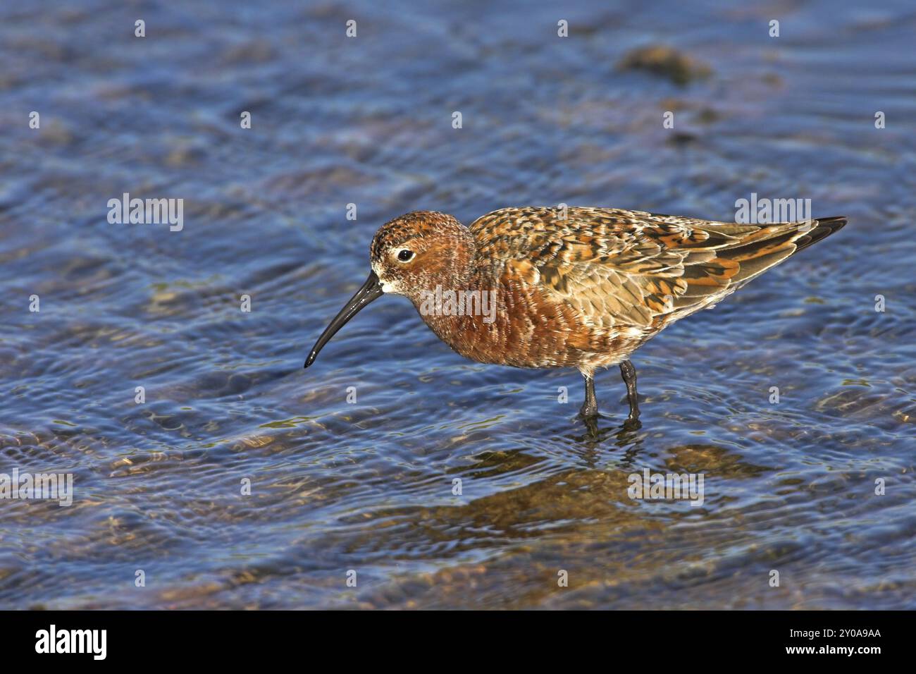 Curlew sandpiper (Calidris ferruginea), snipe family, Kalloni Salt Pans ...