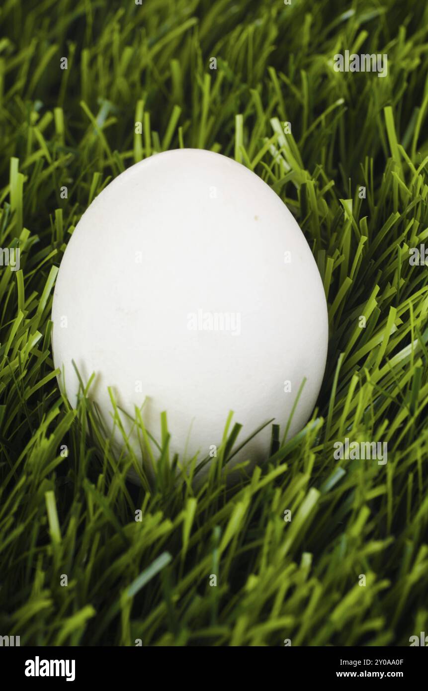Egg is in the green grass. Close-up Stock Photo - Alamy