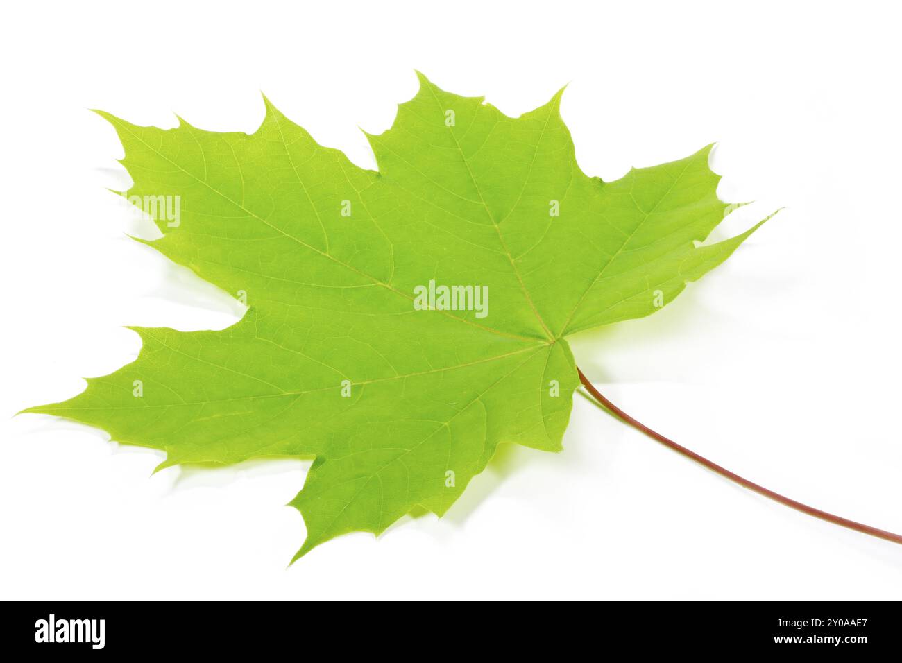 Single fresh maple leaf on a white background Stock Photo - Alamy