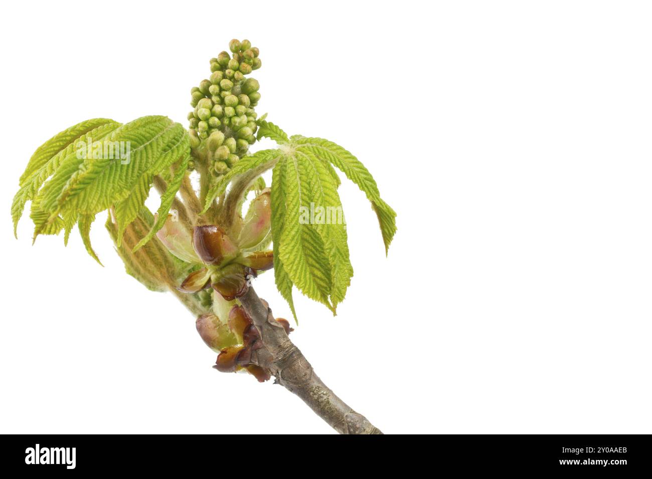 Horse chestnut inflorescences aesculus hi-res stock photography and ...