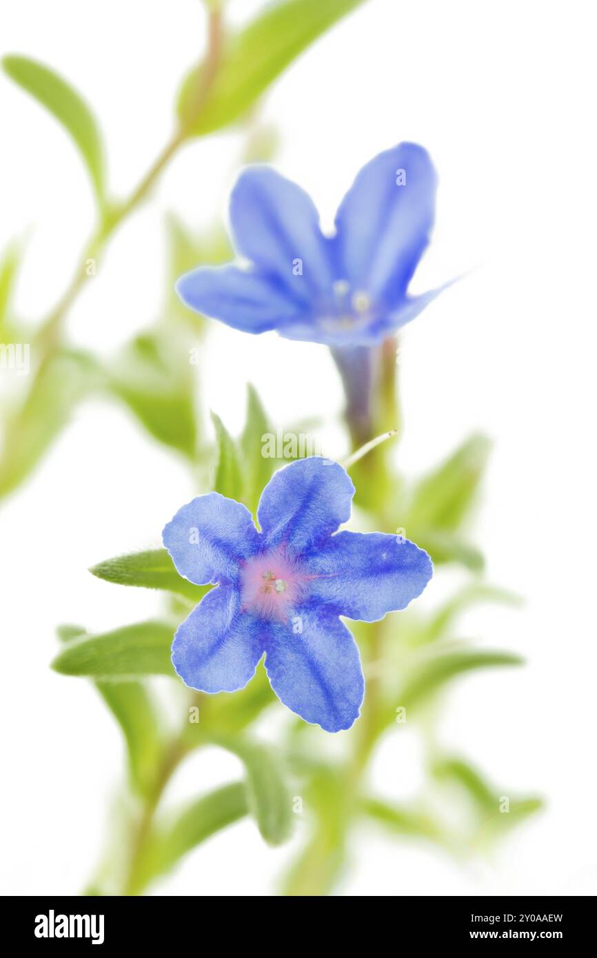 Lithodora diffusa hi-res stock photography and images - Alamy