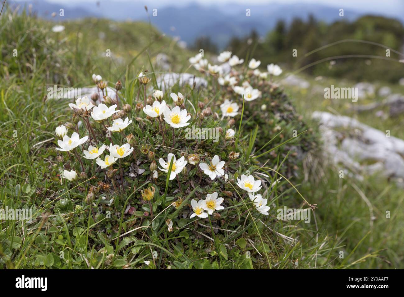 White dryad (Dryas octopetala) in the Alps, Bavaria Stock Photo - Alamy