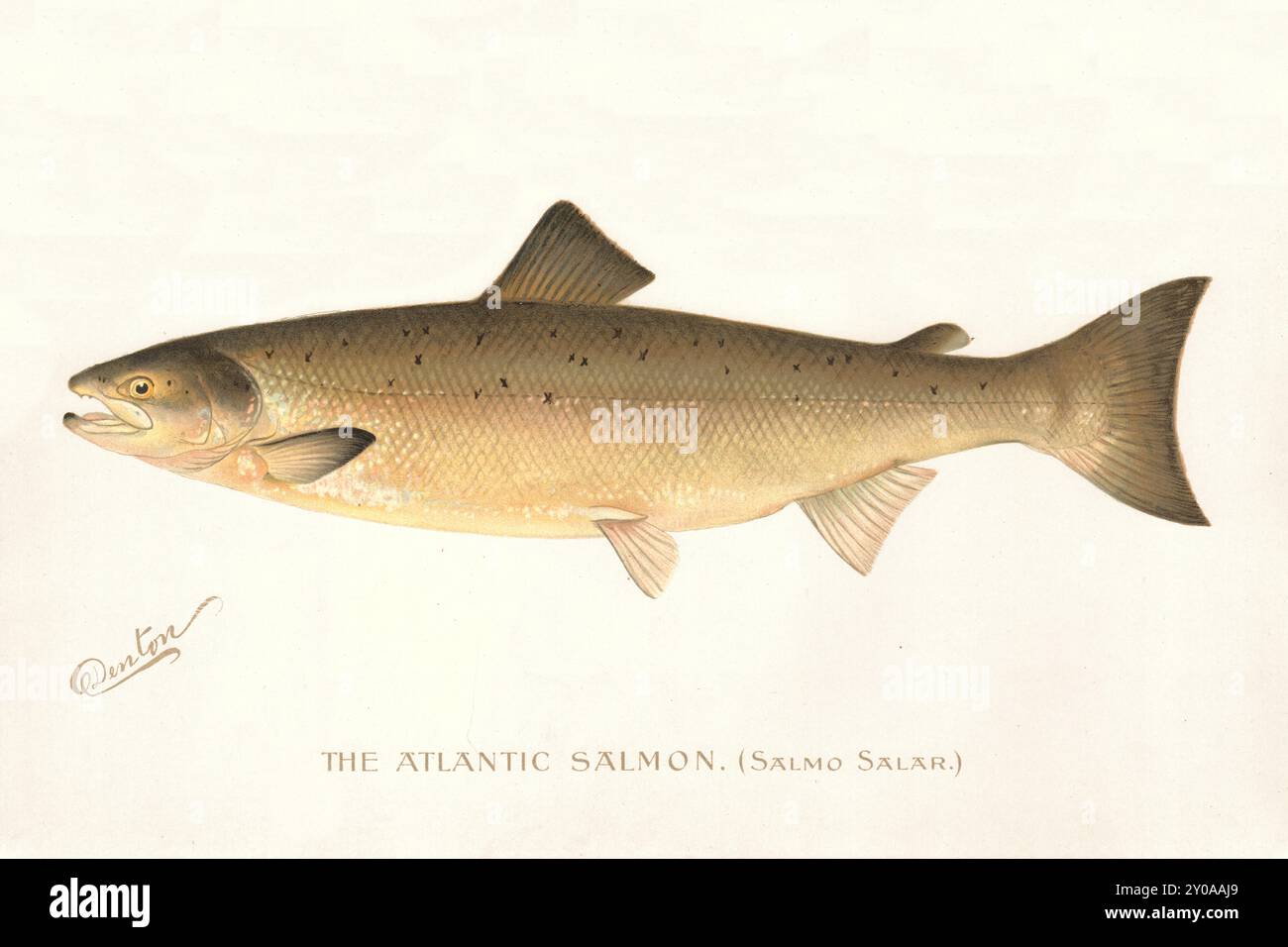 The Atlantic Salmon (Salmo salar) Color Lithographed Fish Print by ...