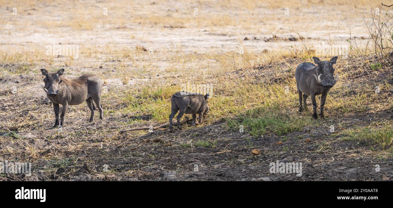 Common Warthogs (Phacochoerus africanus) spotted in the Hwange National ...