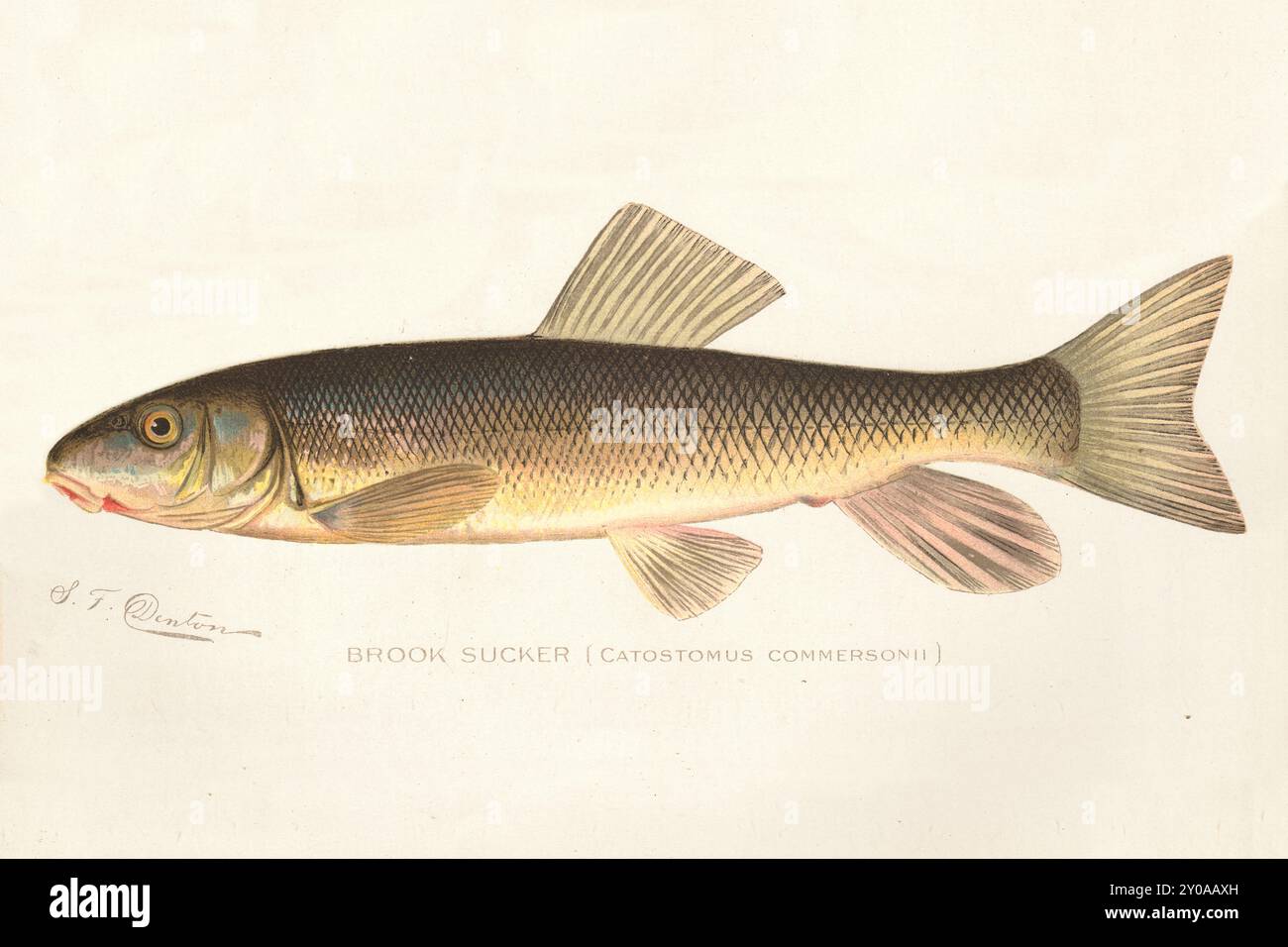 Sherman Foote Denton Fish Color Lithographed Print Stock Photo - Alamy