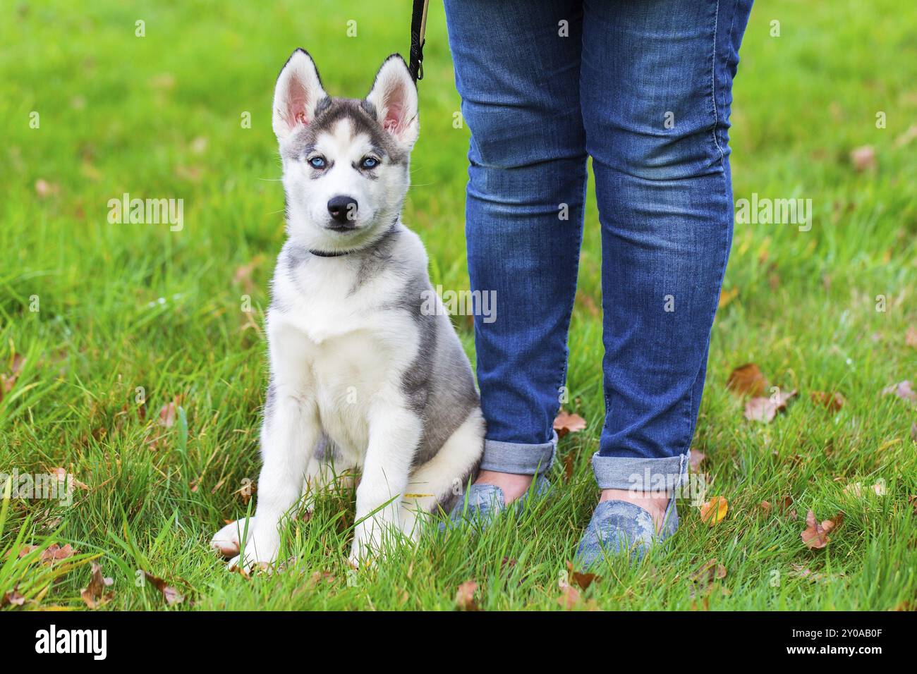 Female legs near young husky dog on grass Stock Photo - Alamy