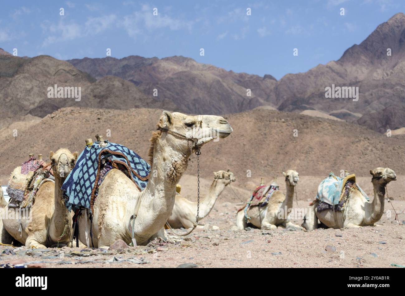 South africa tribe smiling people hi-res stock photography and images - Alamy