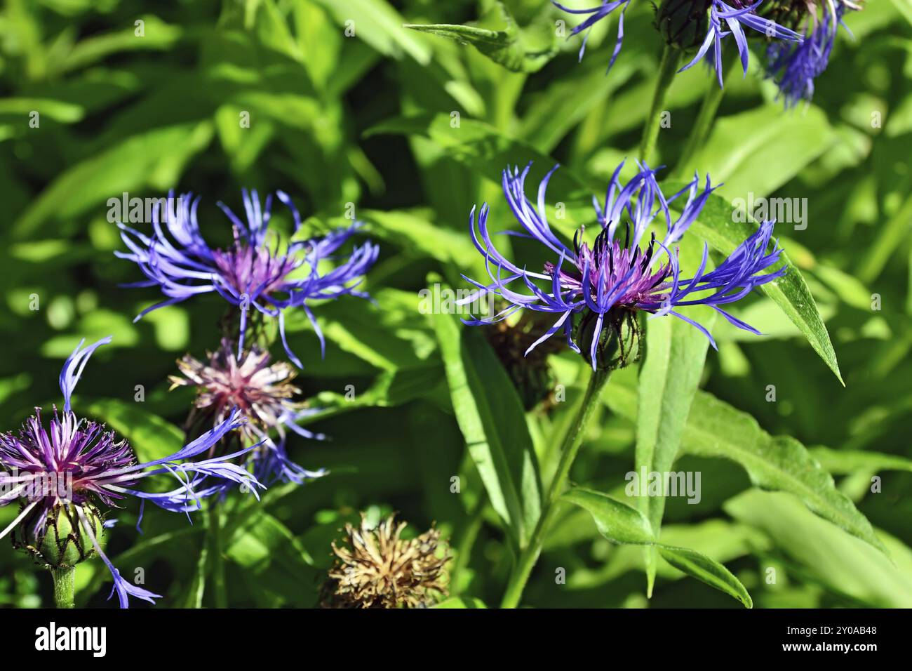 Beautiful blue flowers of cornflower mountain closeup Stock Photo - Alamy