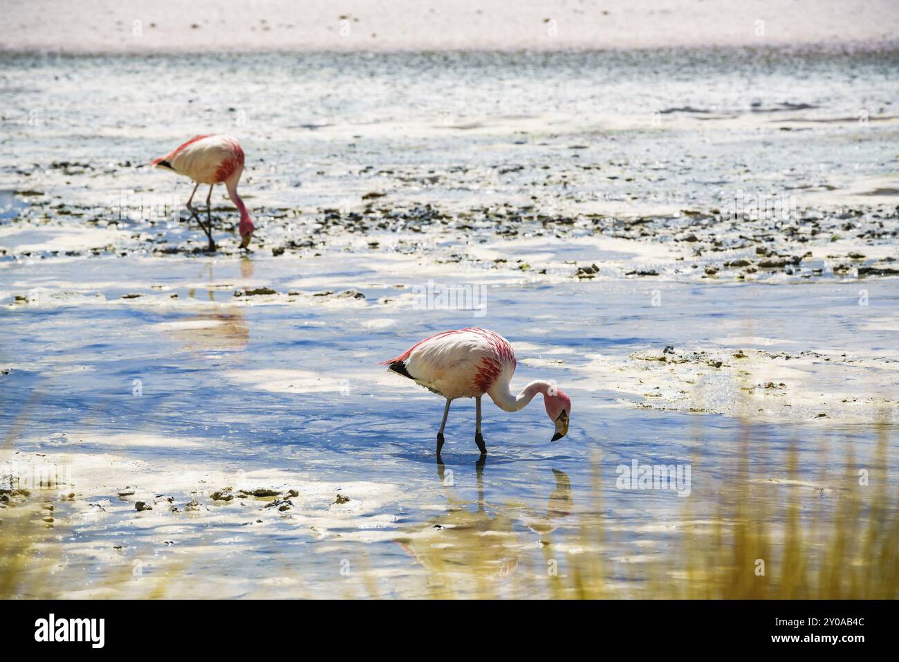 Flamingos eating in the laguna at The Reserva Nacional De Fauna Andina ...