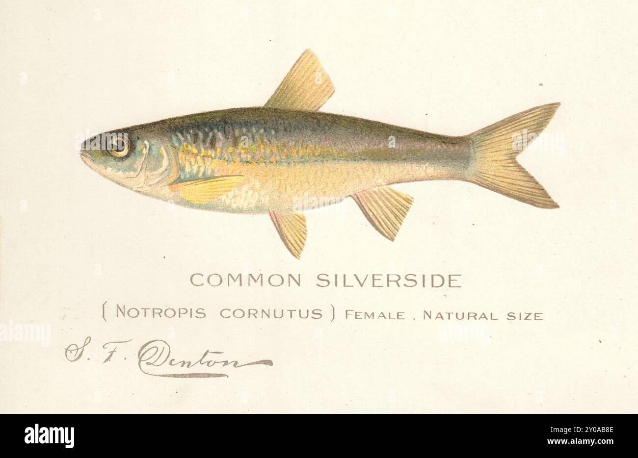 Color Lithographed Fish Print by Sherman Foote Denton Stock Photo - Alamy