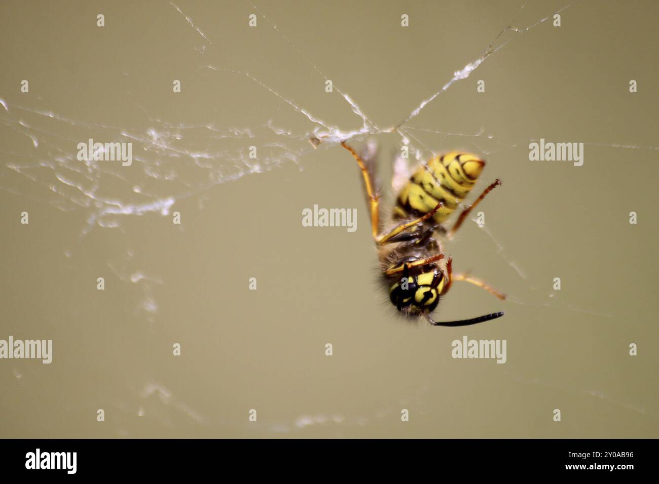 Wasps nets hi-res stock photography and images - Alamy