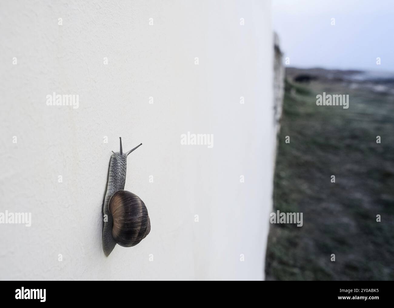 Empty snail house in hi-res stock photography and images - Alamy