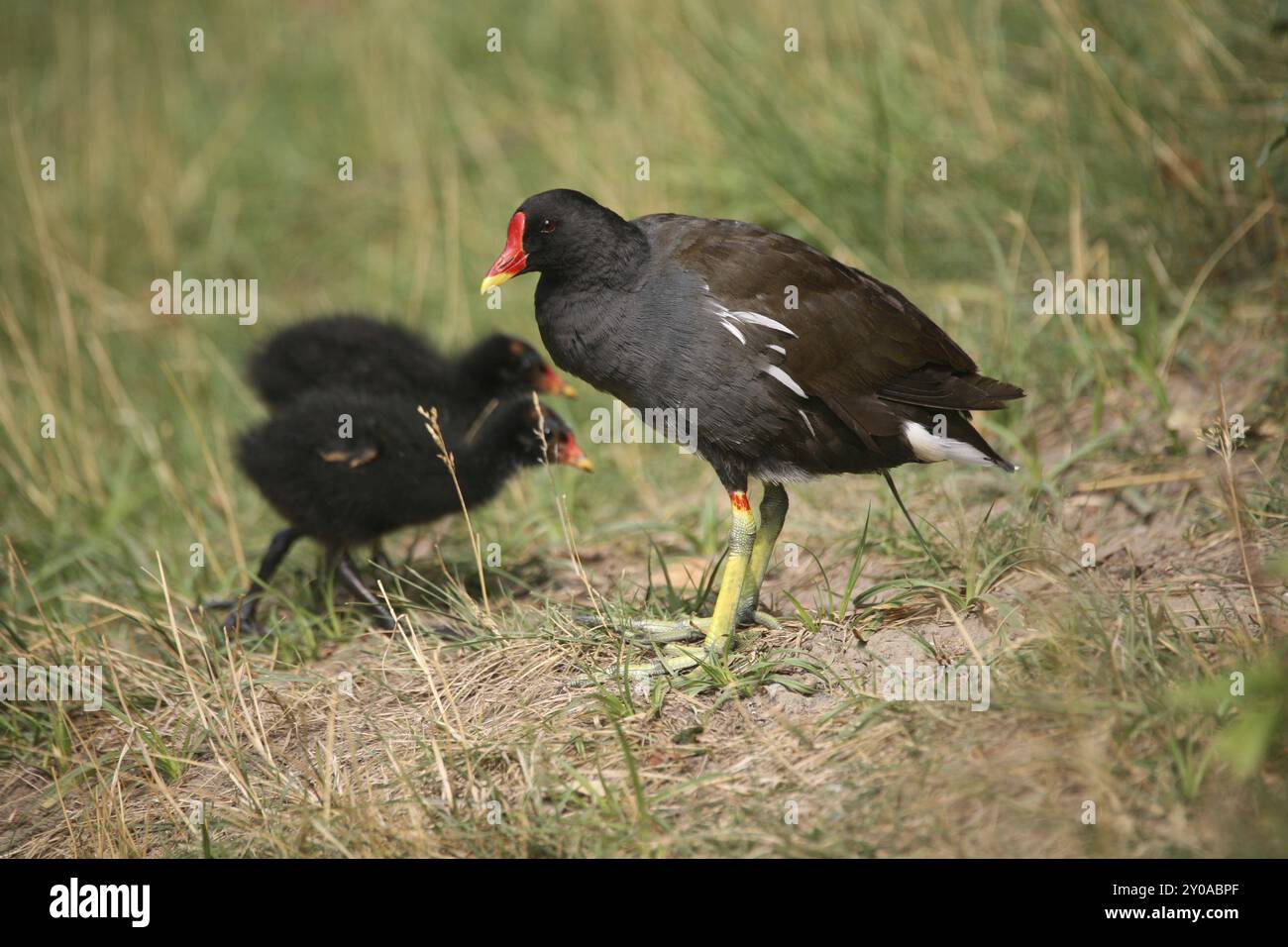 The more correct name is actually Stock Photo - Alamy