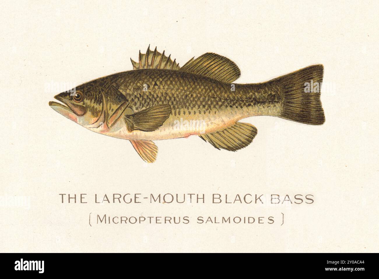 The Large-Mouth Black Bass (Largemouth Bass) (Micropterus salmoides ...