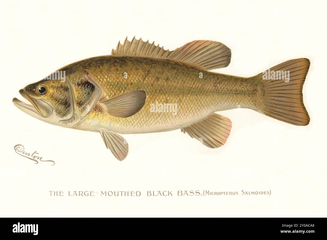 The Large-Mouthed Black Bass (Largemouth Bass) (Micropterus salmoides ...