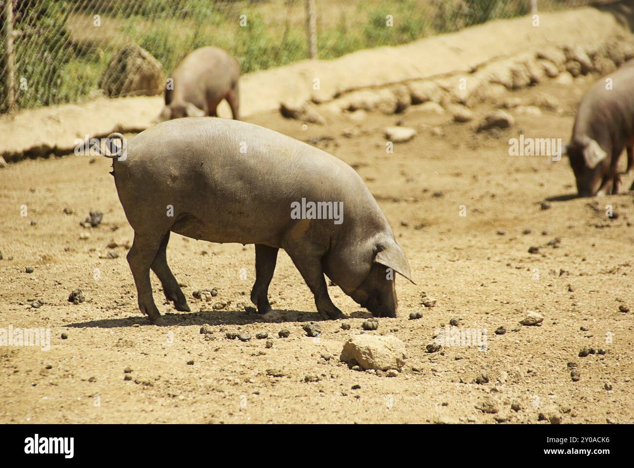 Black iberian piglets hi-res stock photography and images - Alamy