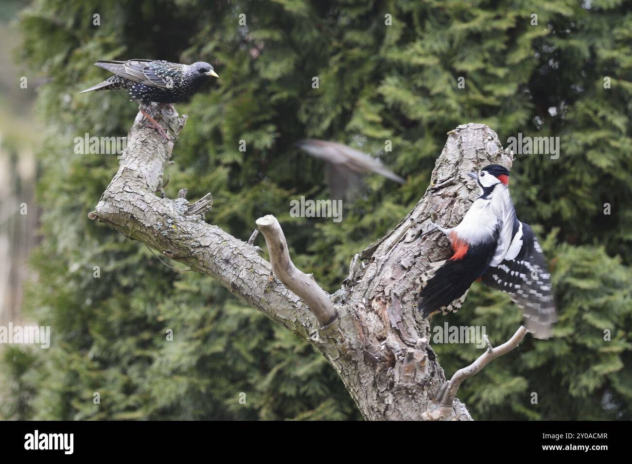 Great Spotted Woodpecker and Common Starling looking for food. Starling ...