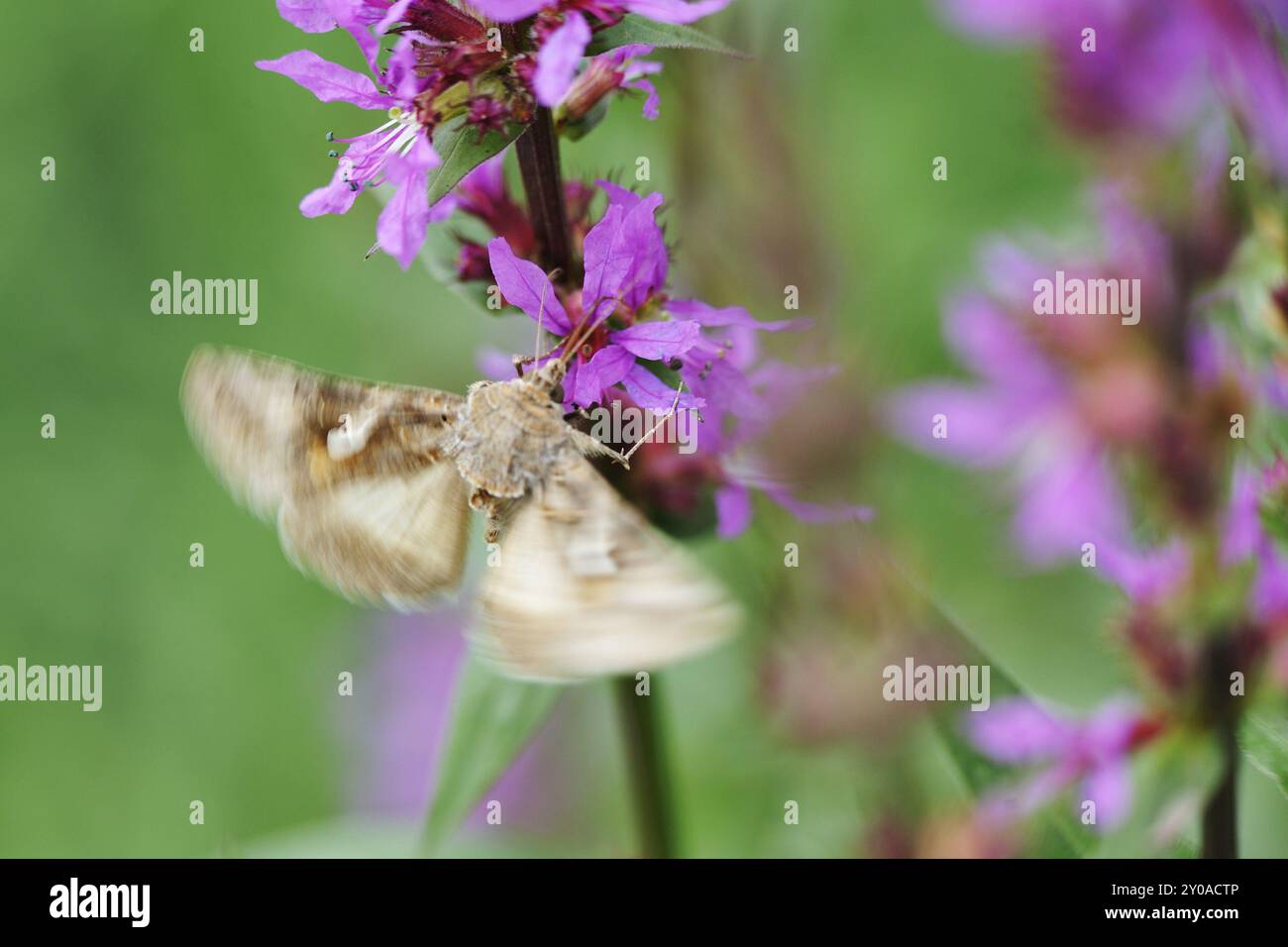 Gamma owl on a plant, Autographa gamma, Silver Y on a leaf Stock Photo ...