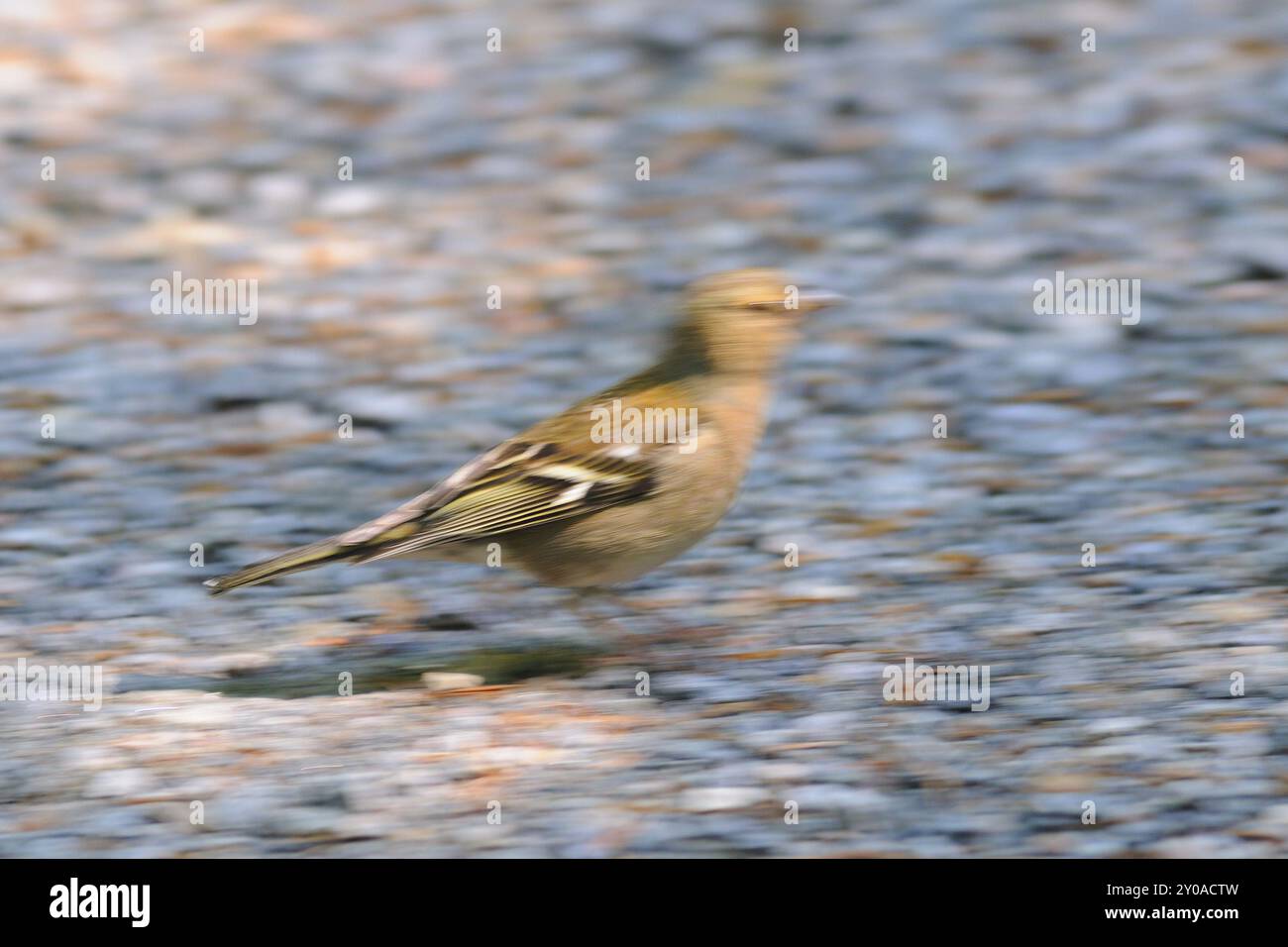 Female eurasian chaffinch hi-res stock photography and images - Alamy