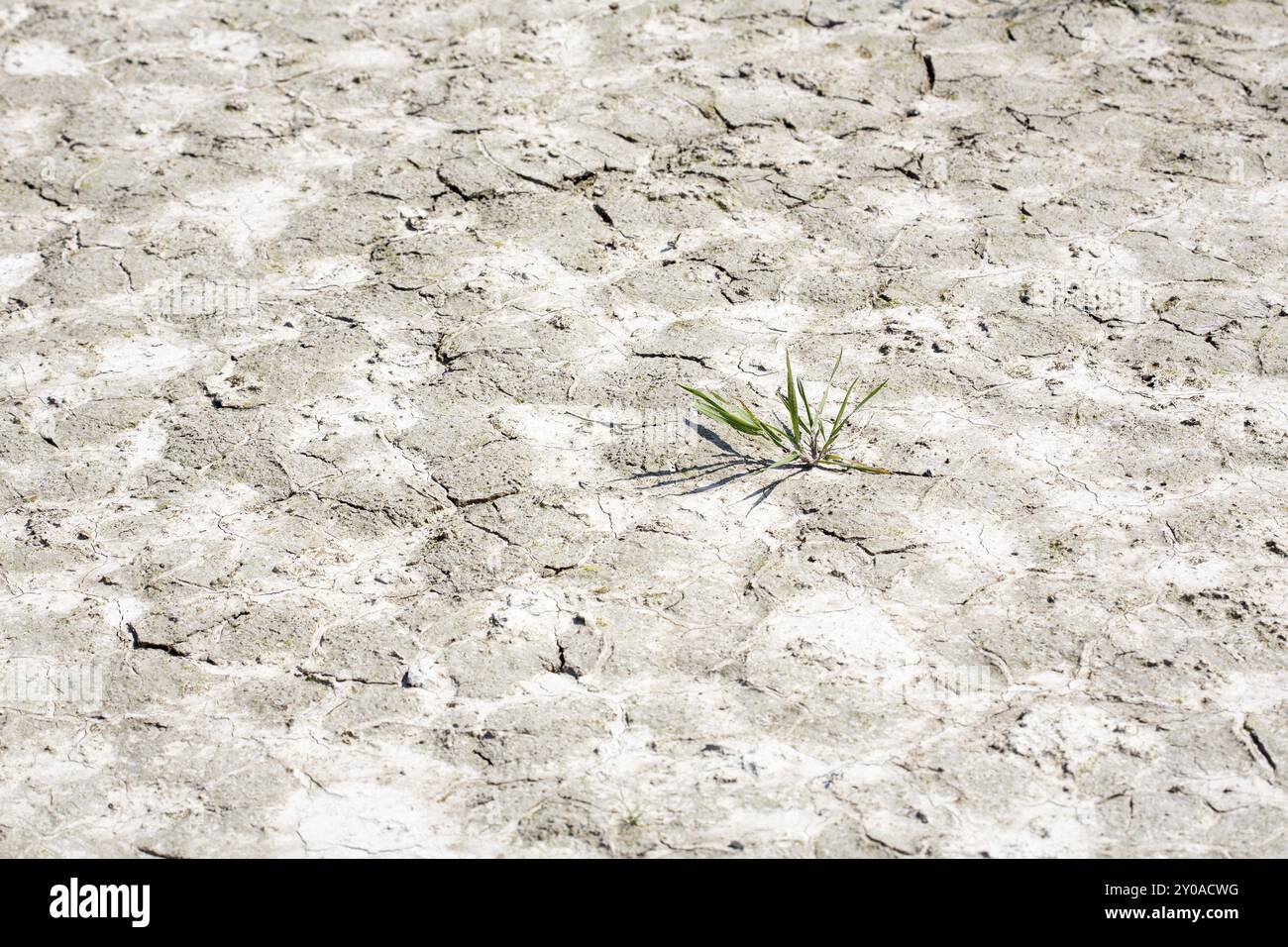 Dried out soil with a small plant Stock Photo - Alamy