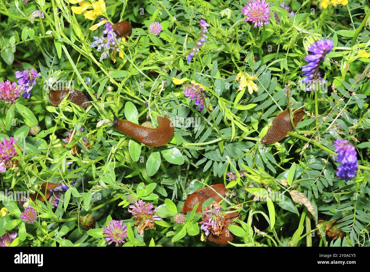 Spanish slug on a leaf, Spanish slug eats leaves Stock Photo - Alamy