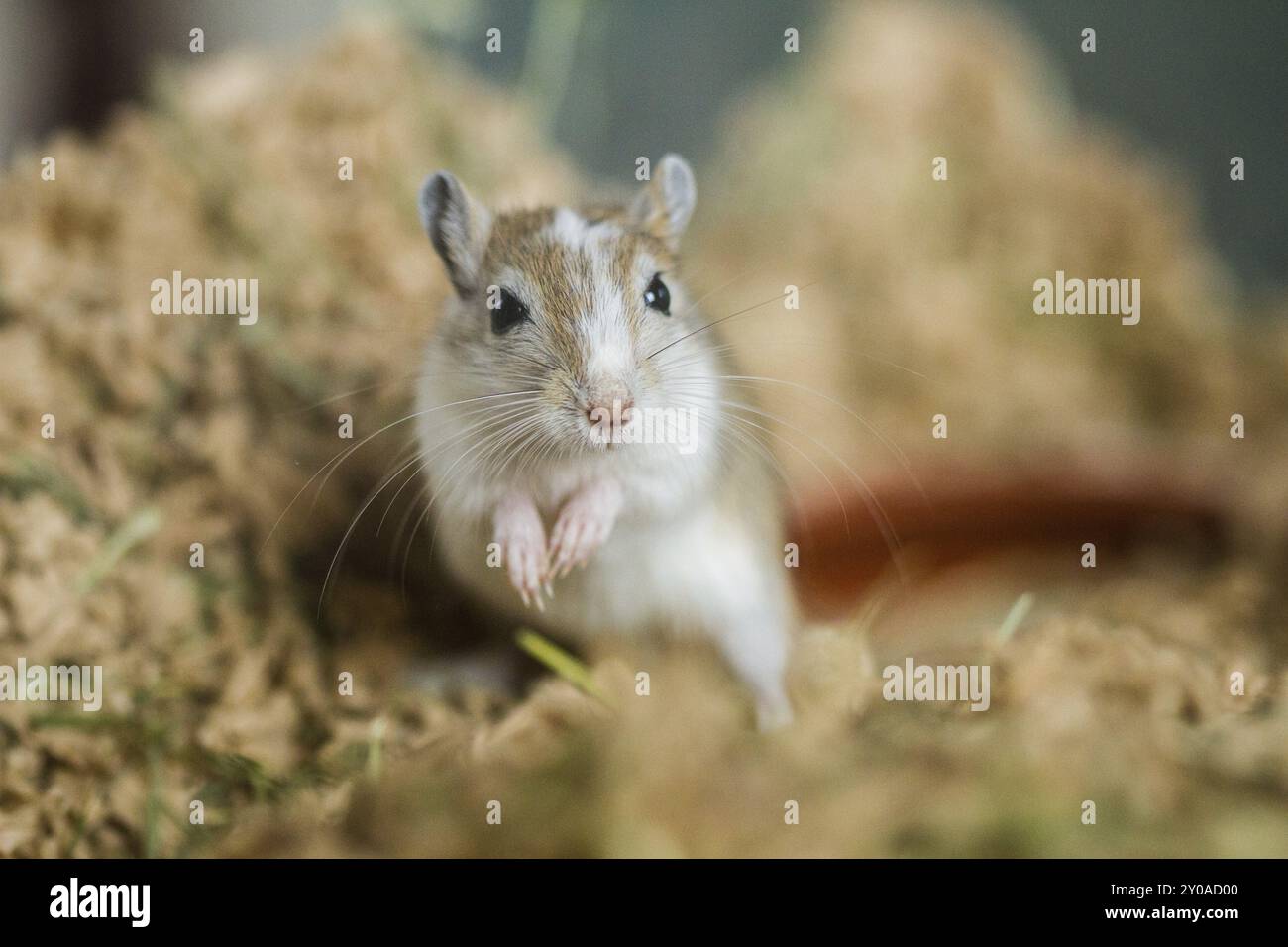 Mongolian gerbil (Meriones), gerbil, gerbil rat Stock Photo - Alamy