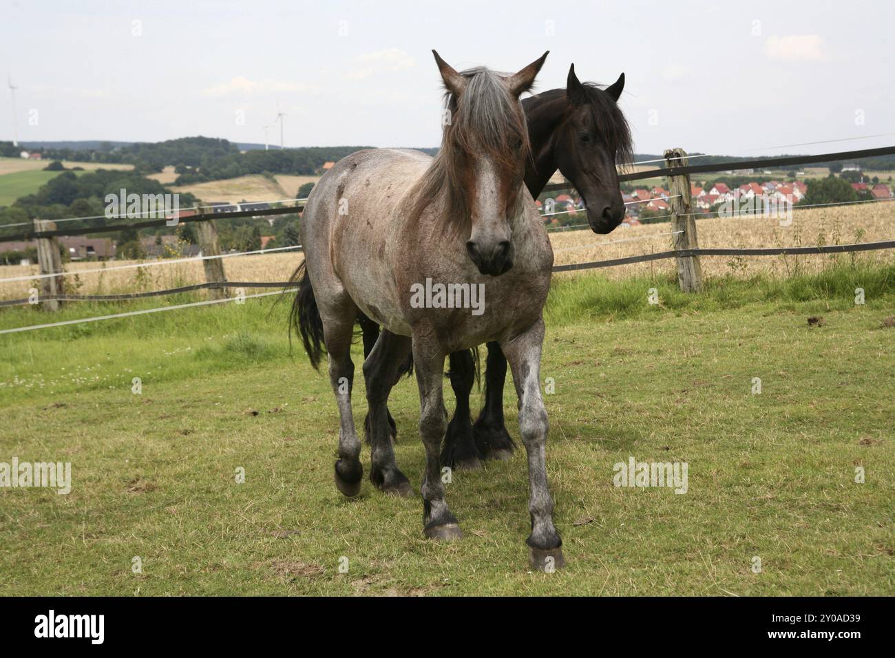 Arabian mix and Friesian Stock Photo - Alamy