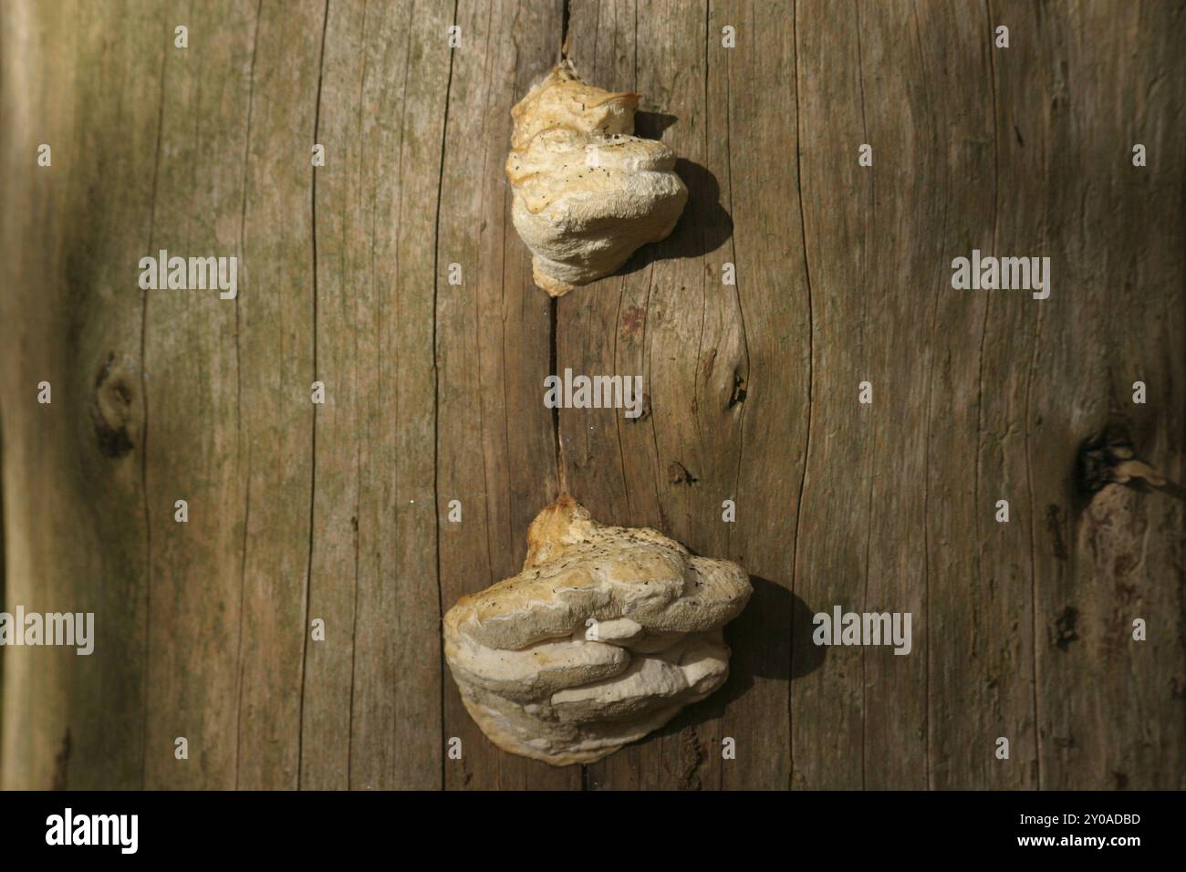 White-brown tree fungus on a debarked tree Stock Photo - Alamy