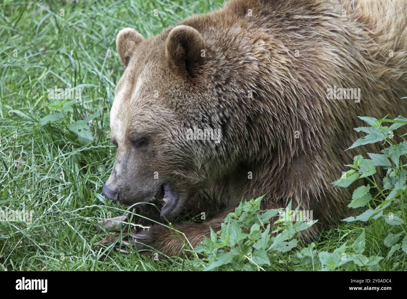 Eating brown bear Stock Photo - Alamy