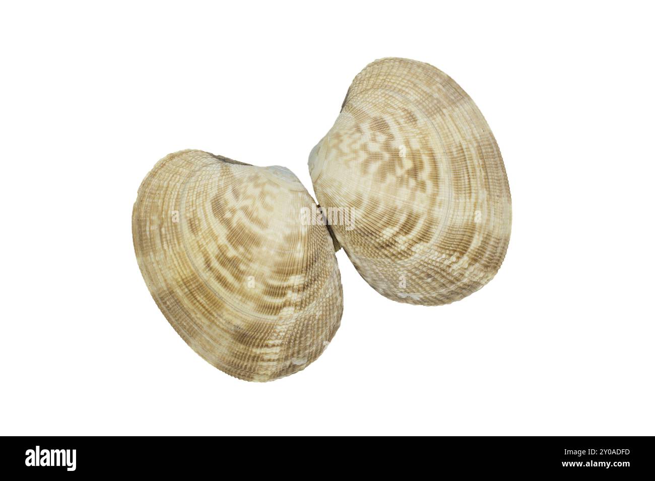 Shells on a white background Stock Photo - Alamy