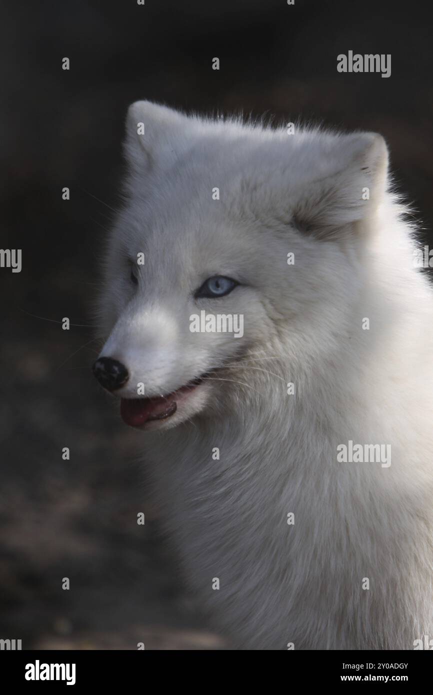 Arctic fox winter coat with prey hi-res stock photography and images ...