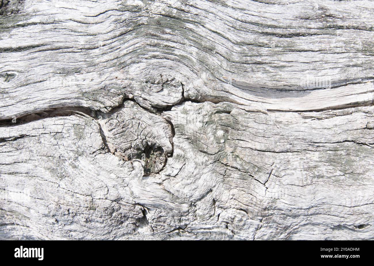 Structure of an old oak tree. Can be used as background, for example ...