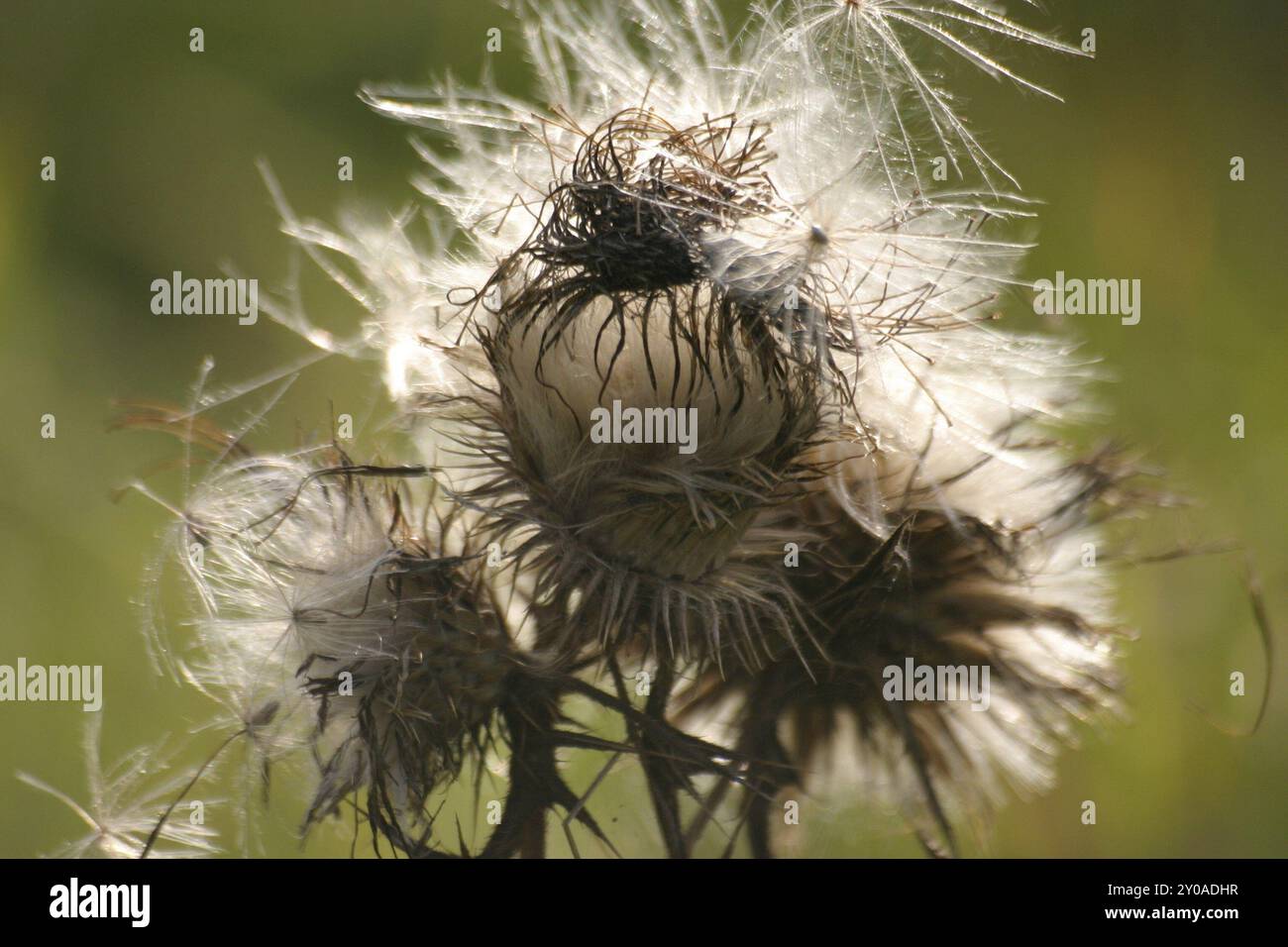 Withered thistle against the light Stock Photo - Alamy