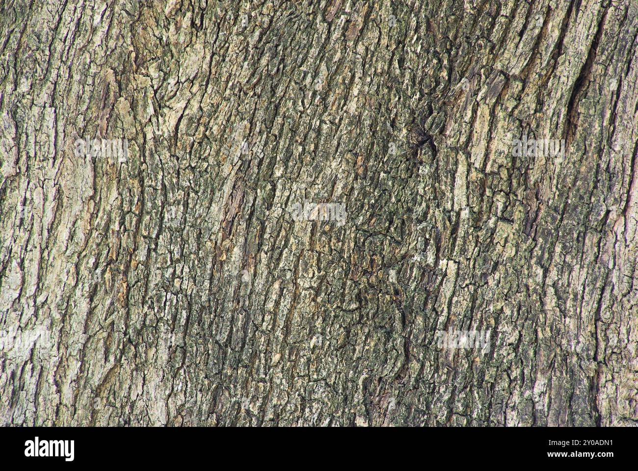 Olive tree trunk Stock Photo - Alamy
