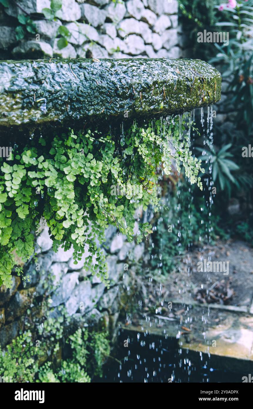 Lush green ferns cascading over a rustic stone wall underneath a water ...