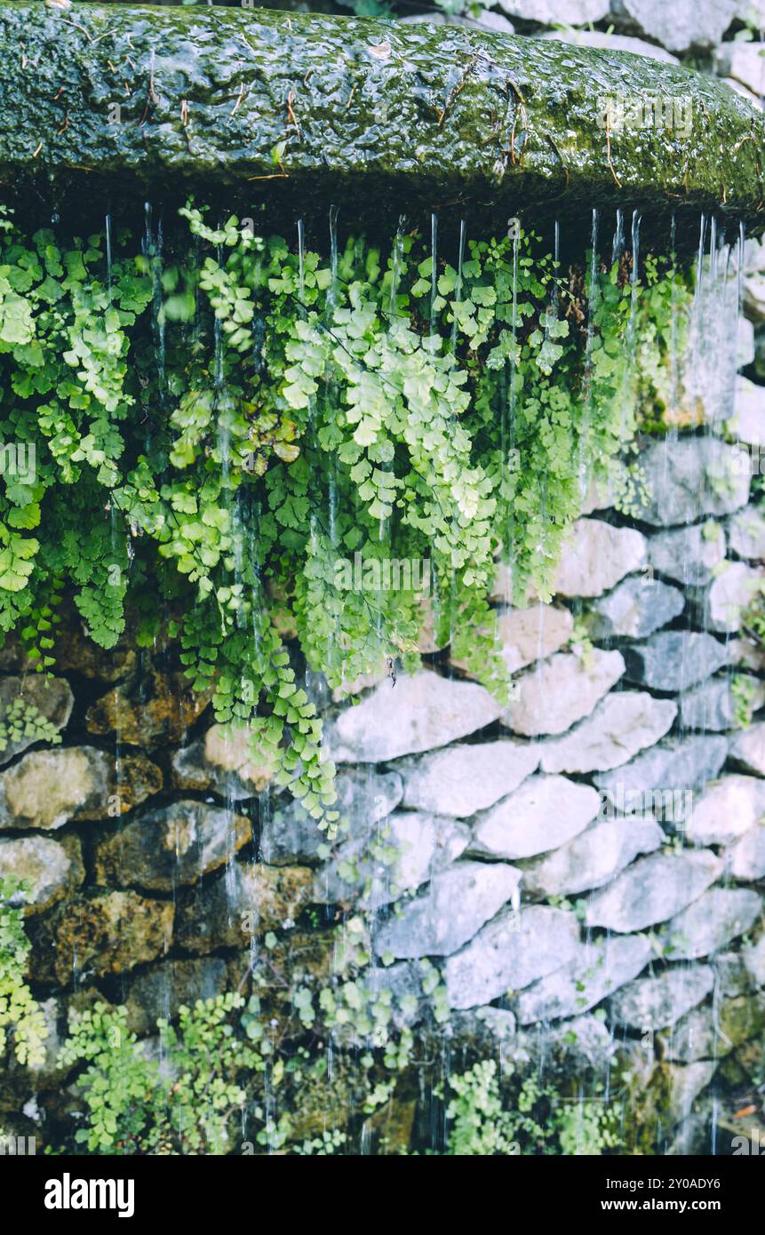 Lush green ferns cascading over a rustic stone wall underneath a water ...