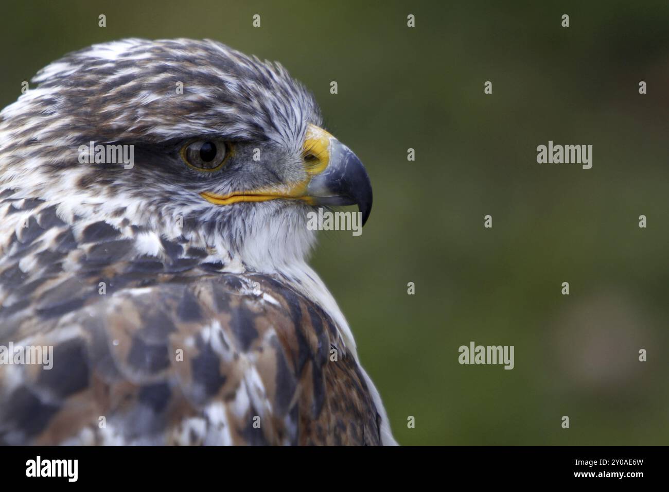 Royal Rough-legged Hawk Stock Photo - Alamy