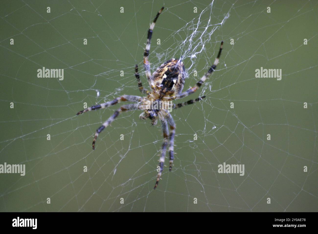 Cross spider from below Stock Photo - Alamy