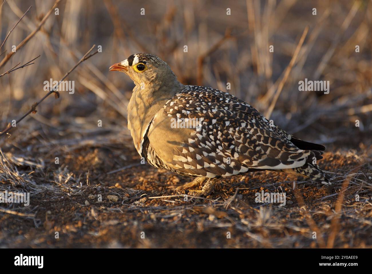 African grouse hi-res stock photography and images - Alamy