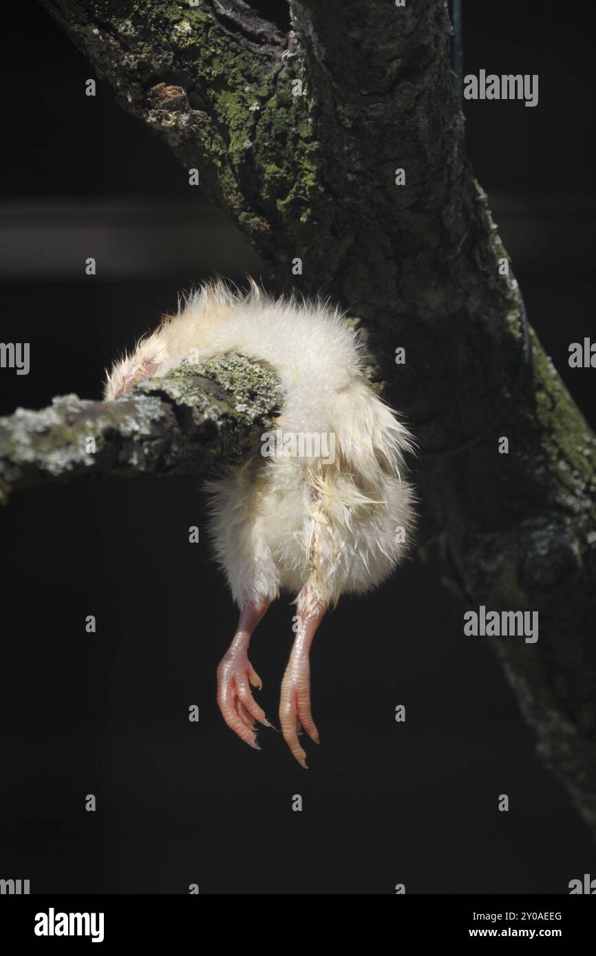 Dead chick hi-res stock photography and images - Alamy