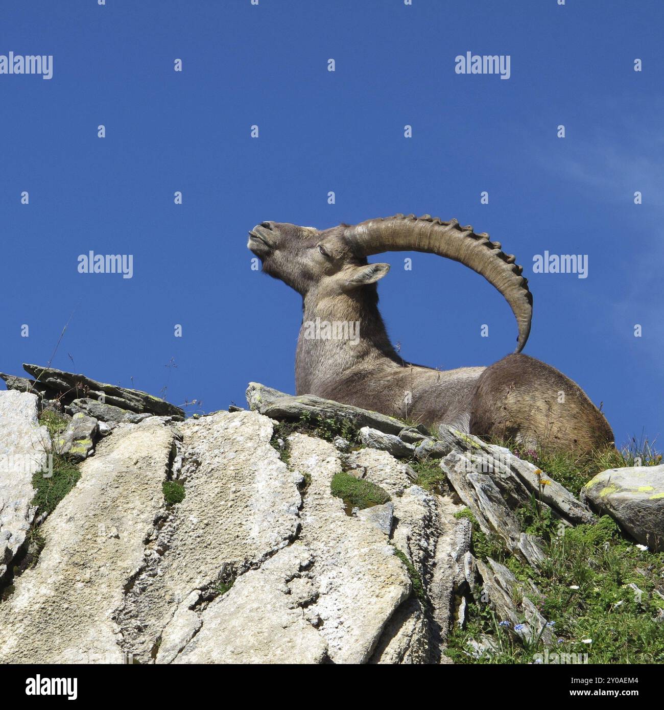 Animals scratching backs hi-res stock photography and images - Alamy