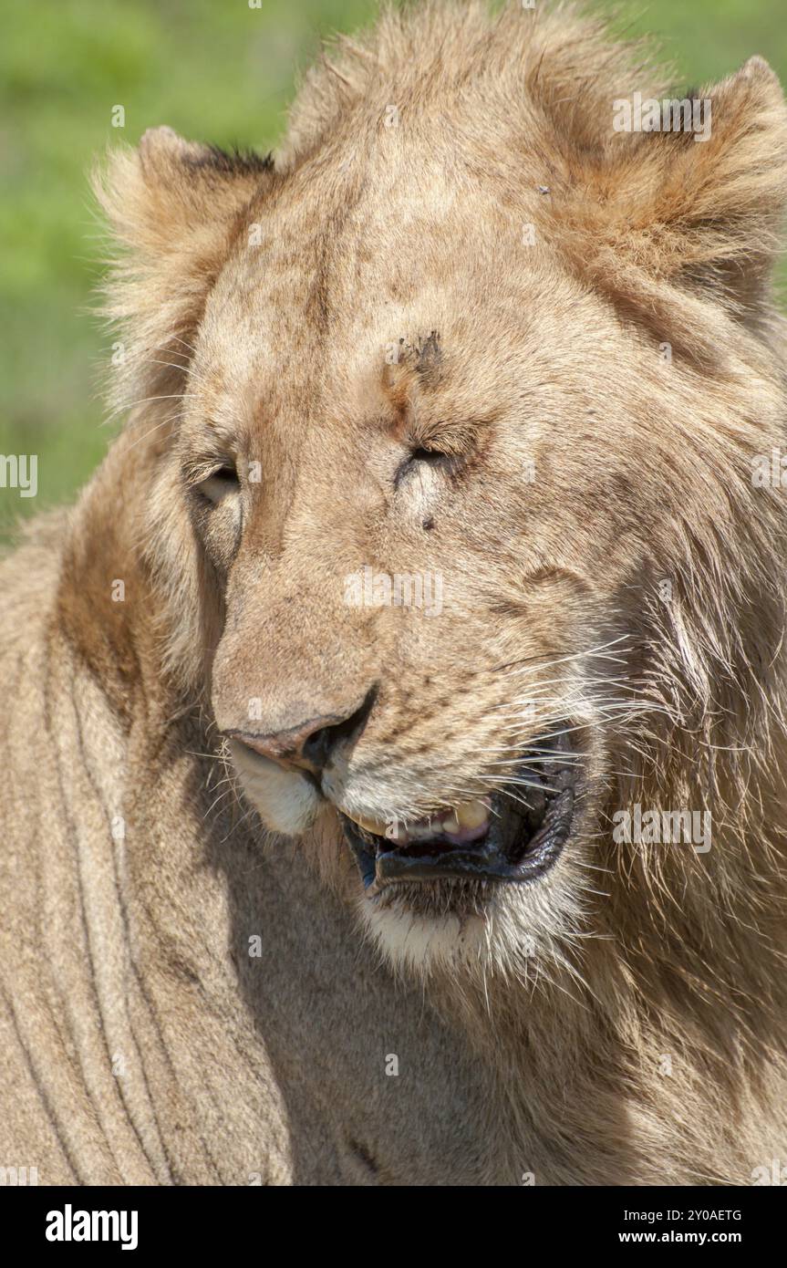 Portrait of a male lion with eyes closed Stock Photo - Alamy