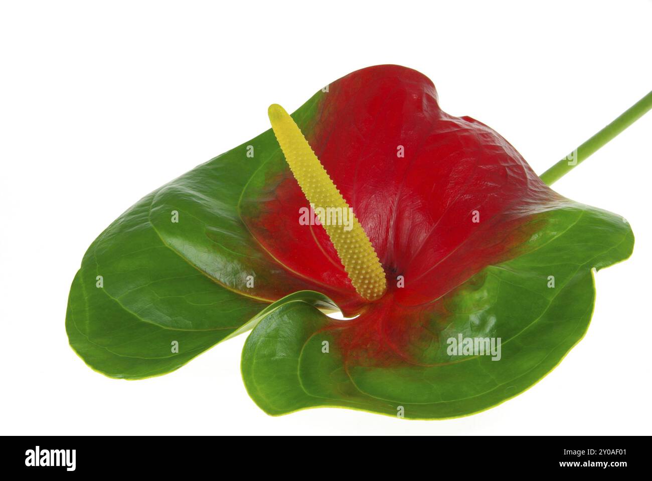 Calla lily flower arum Cut Out Stock Images & Pictures - Alamy