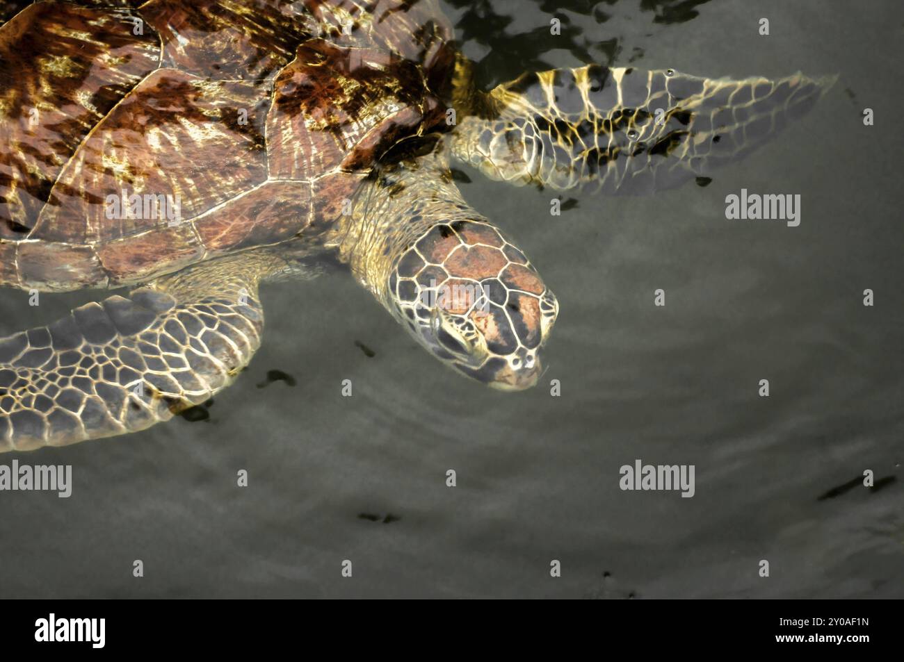 A green sea turtle in the water at a sanctuary in Zanzibar where they ...