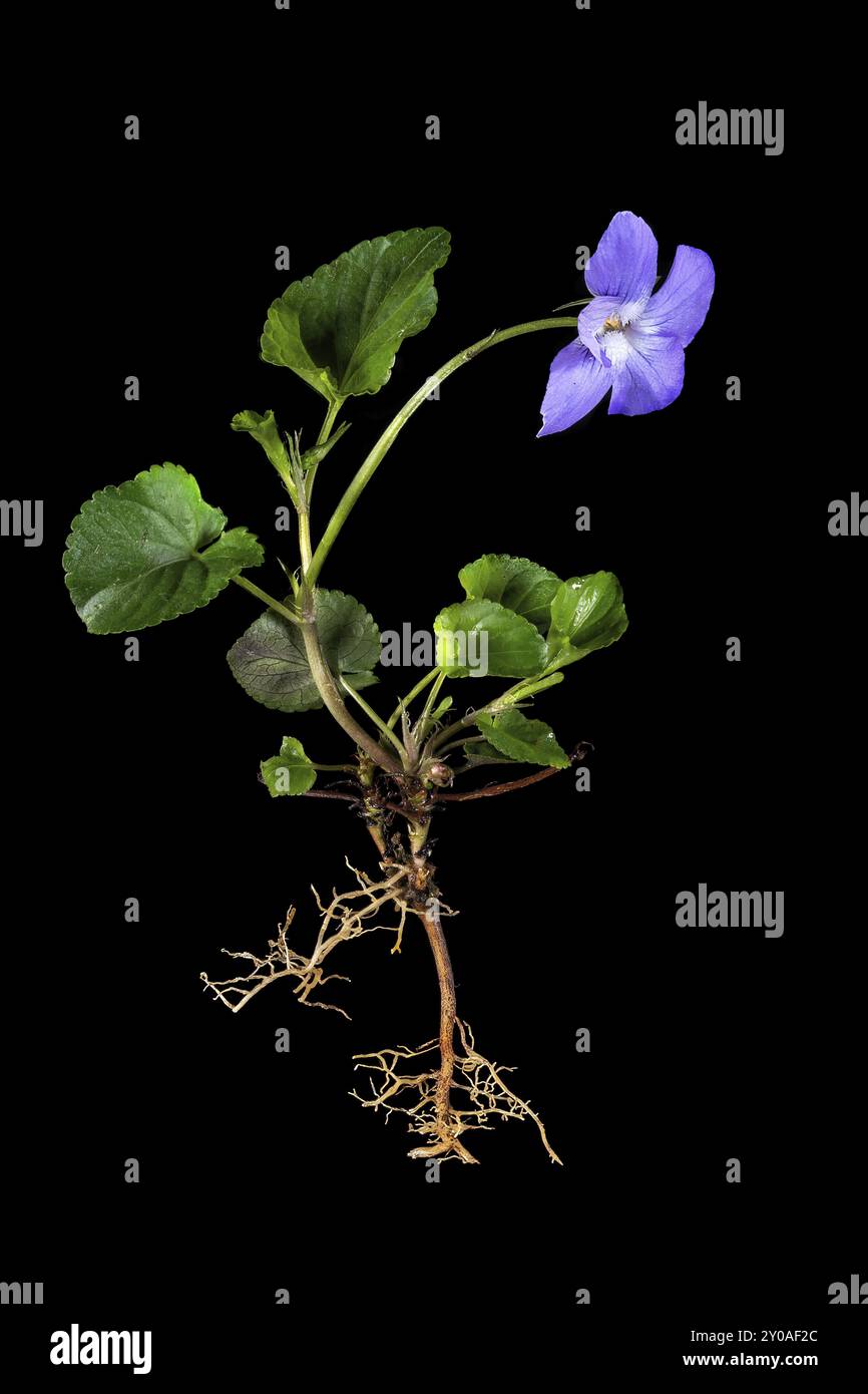 Whole blue violet plant with roots and flower cropped on black Stock ...