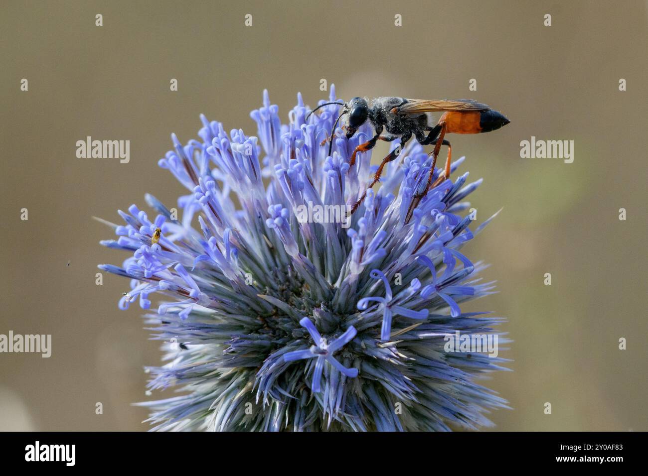 Closeup shot golden digger hi-res stock photography and images - Alamy