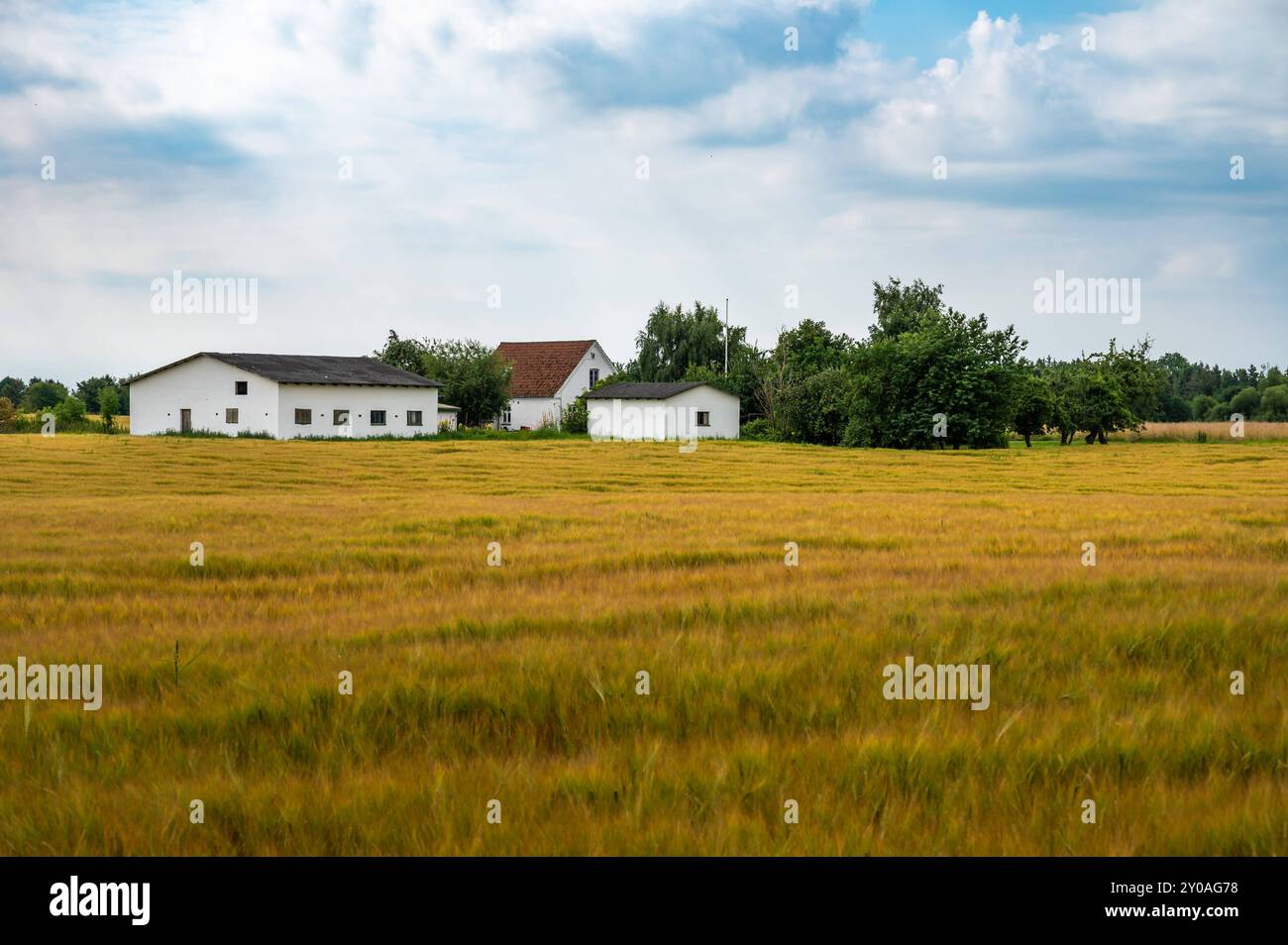 Colorful agriculture fields at the Danish countryside around Mosebolle ...