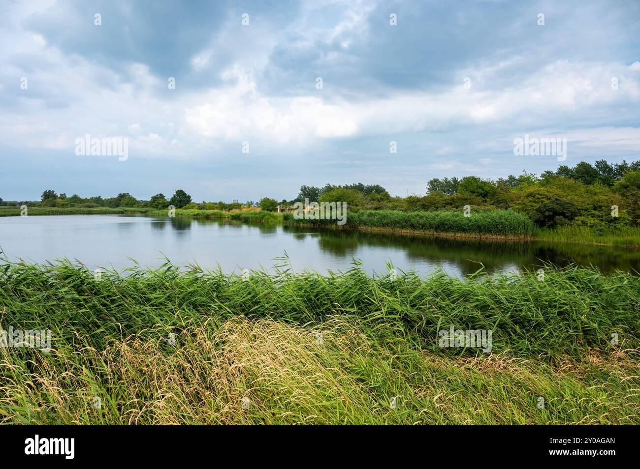 Green meadows and natural water pond at the Brondby strandpark ...