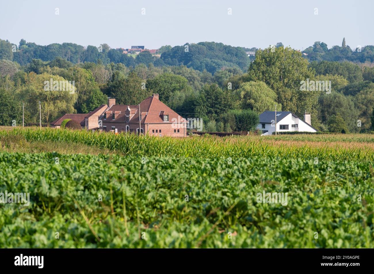 Cabbage and beet agriculture fielda at the Flemish countryside around ...