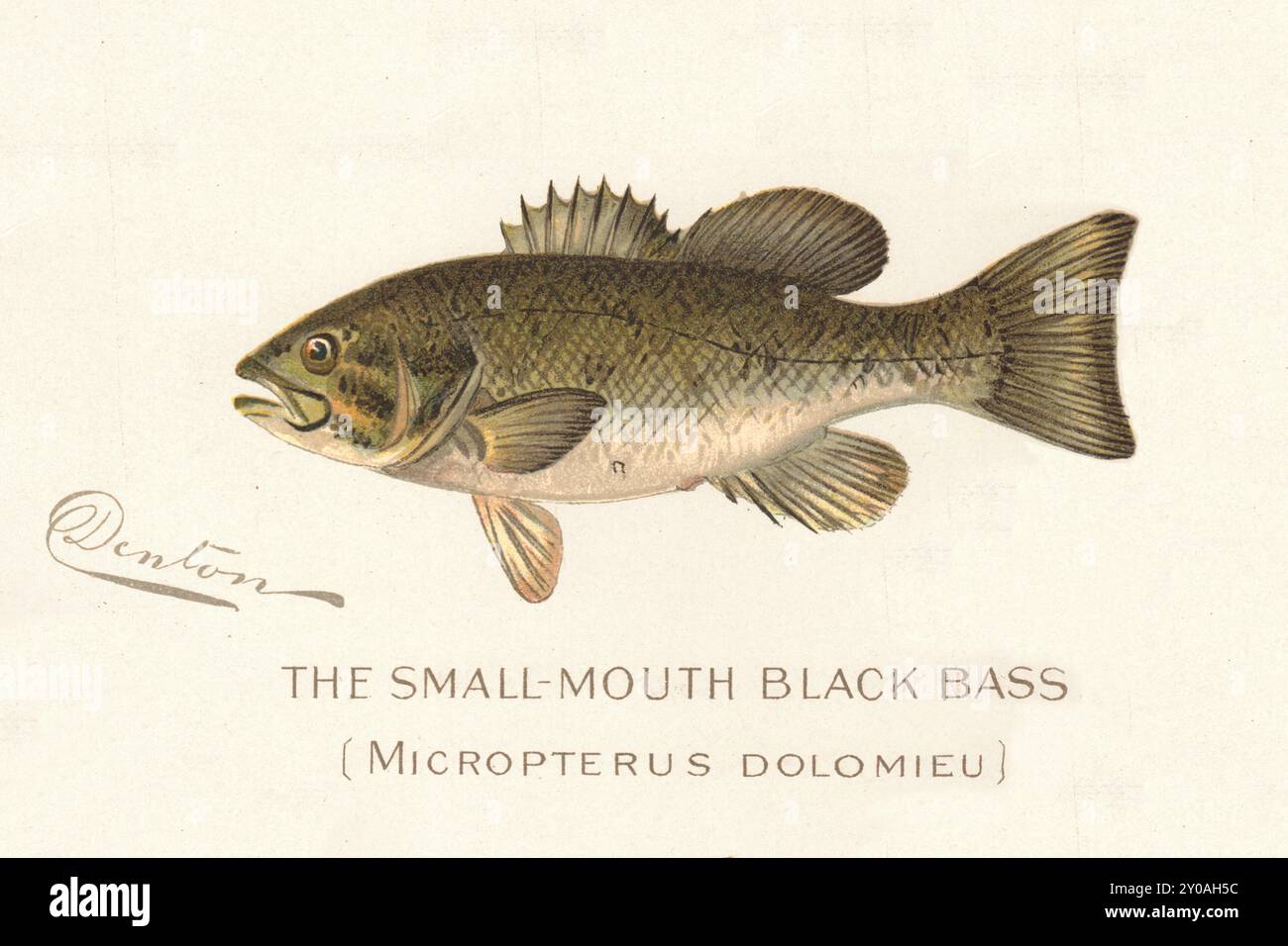 Mouth fish hi-res stock photography and images - Alamy